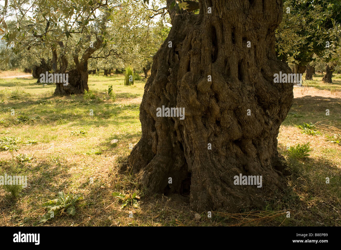 Oliv tree hi-res stock photography and images - Alamy