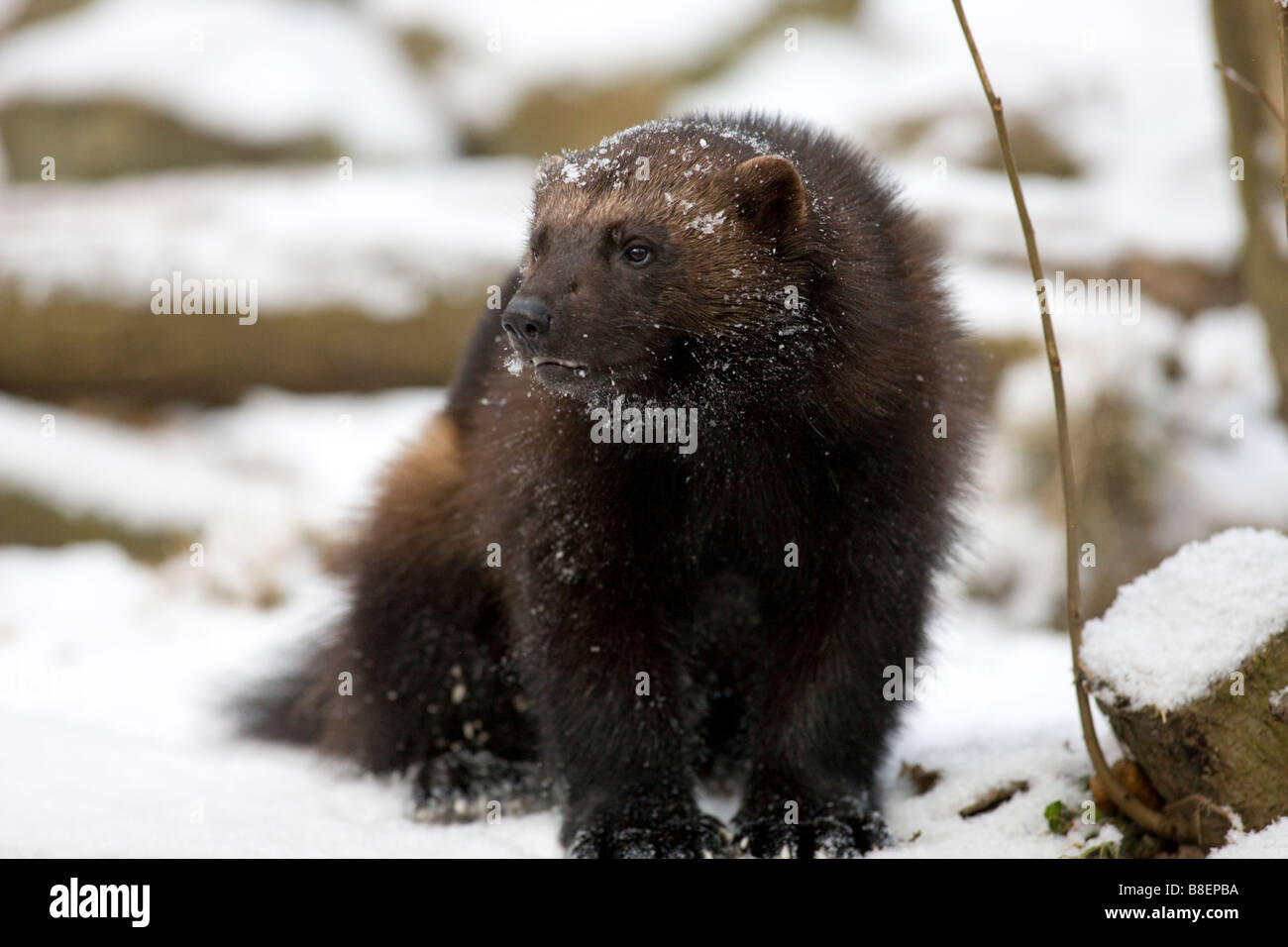 Wolverine (Gulo gulo Stock Photo - Alamy