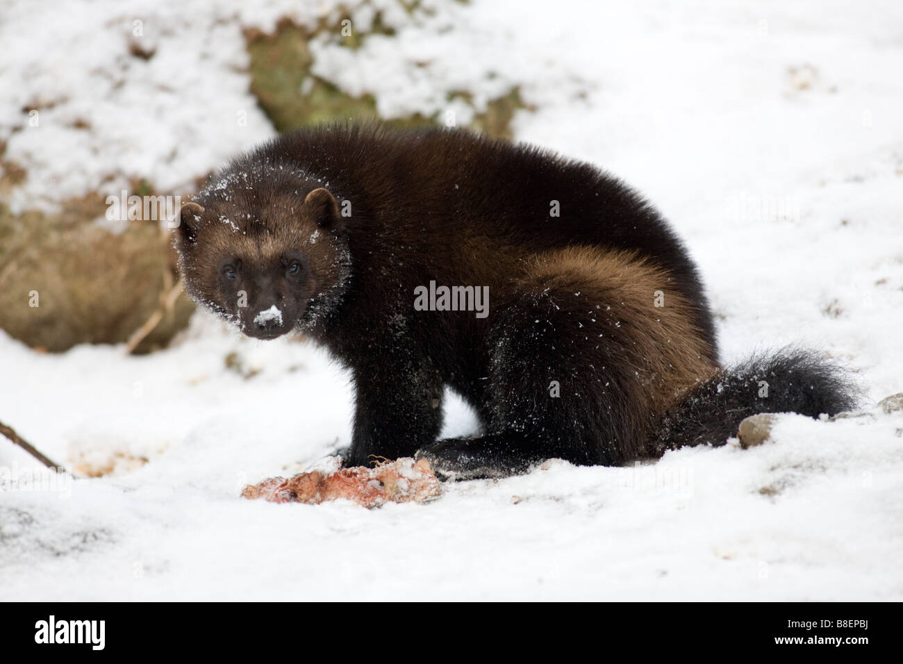 Wolverine (Gulo gulo Stock Photo - Alamy