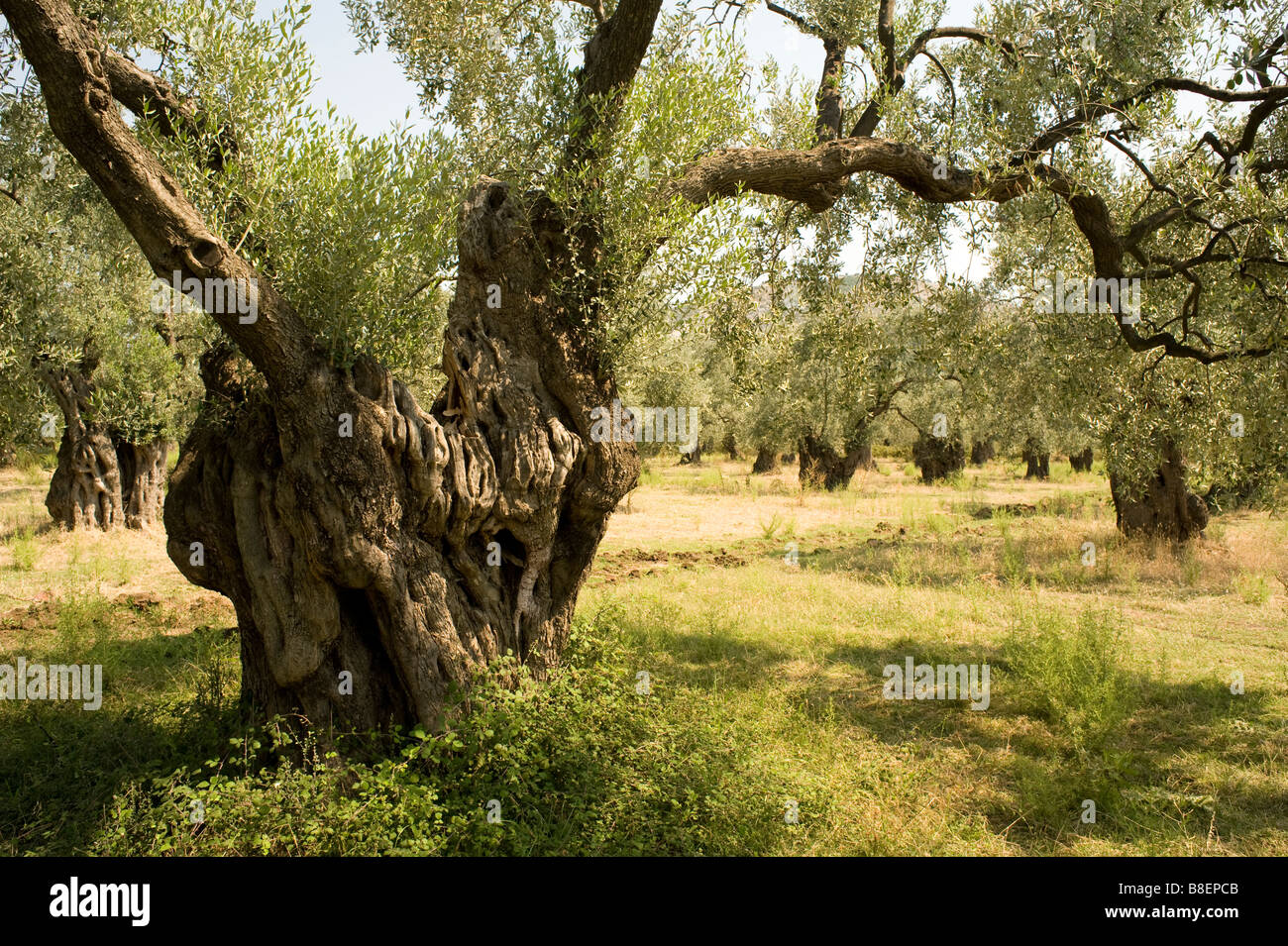 Oliv tree hi-res stock photography and images - Alamy