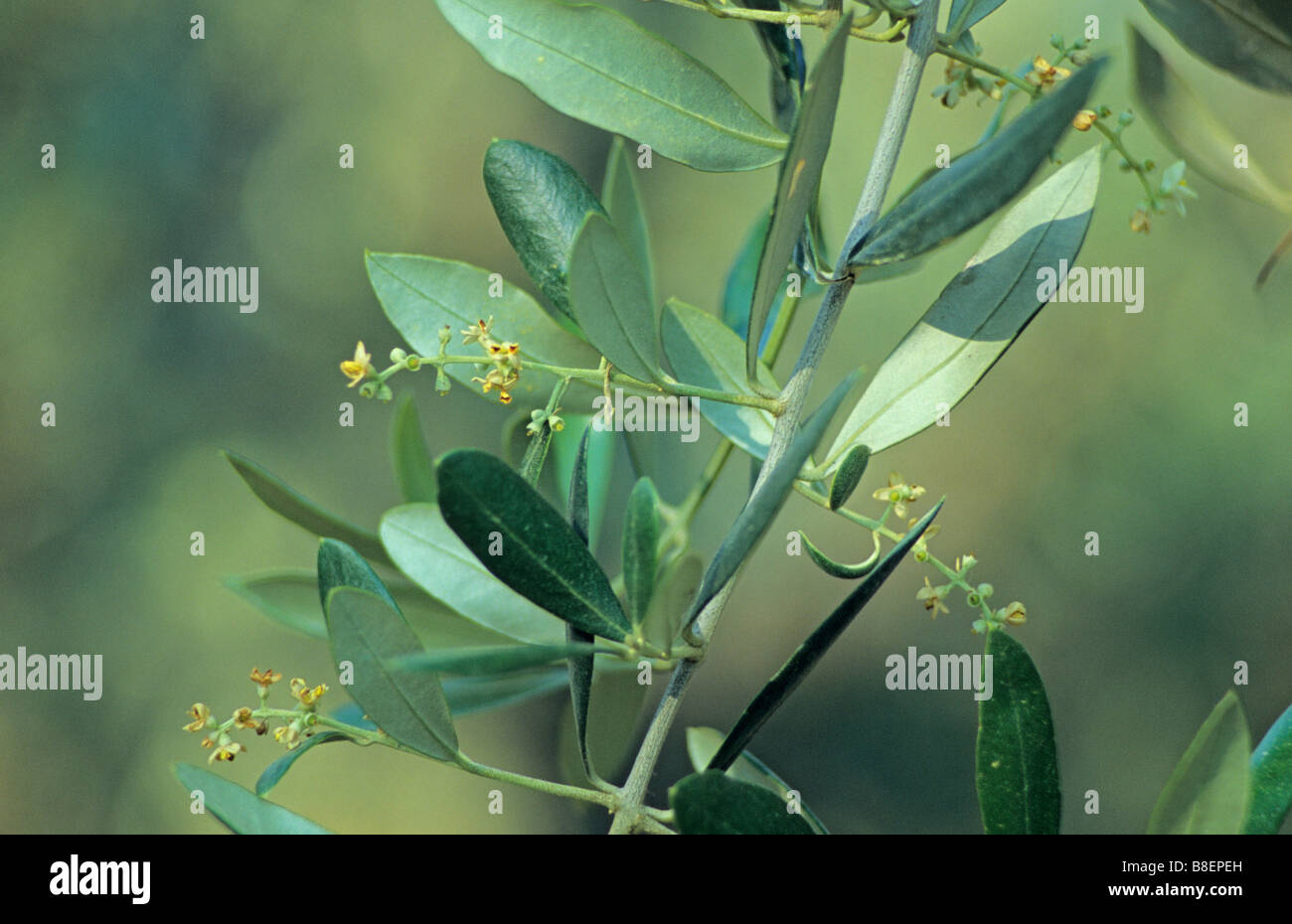 Olive green flowers hi-res stock photography and images - Alamy