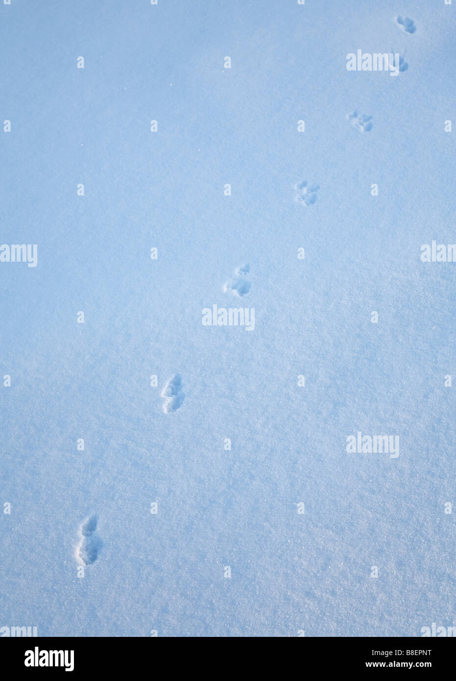 Weasel tracks hi-res stock photography and images - Alamy