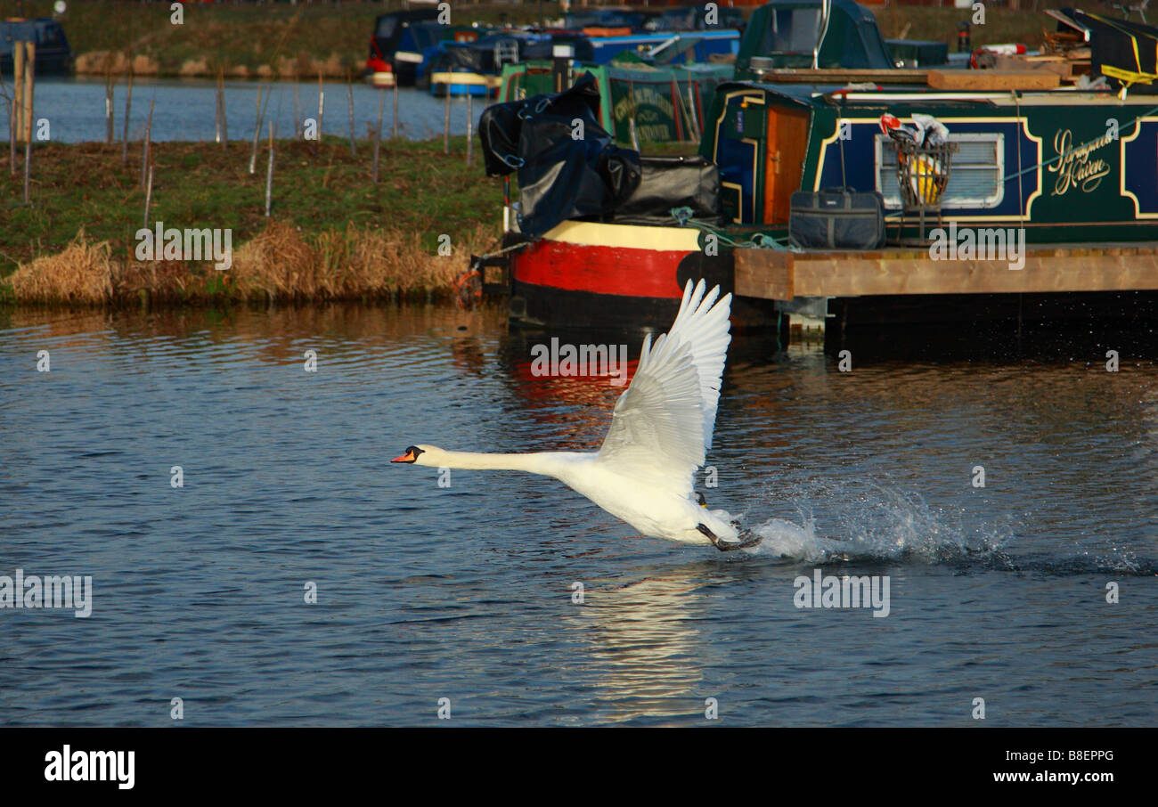Take off of the swan hi-res stock photography and images - Alamy