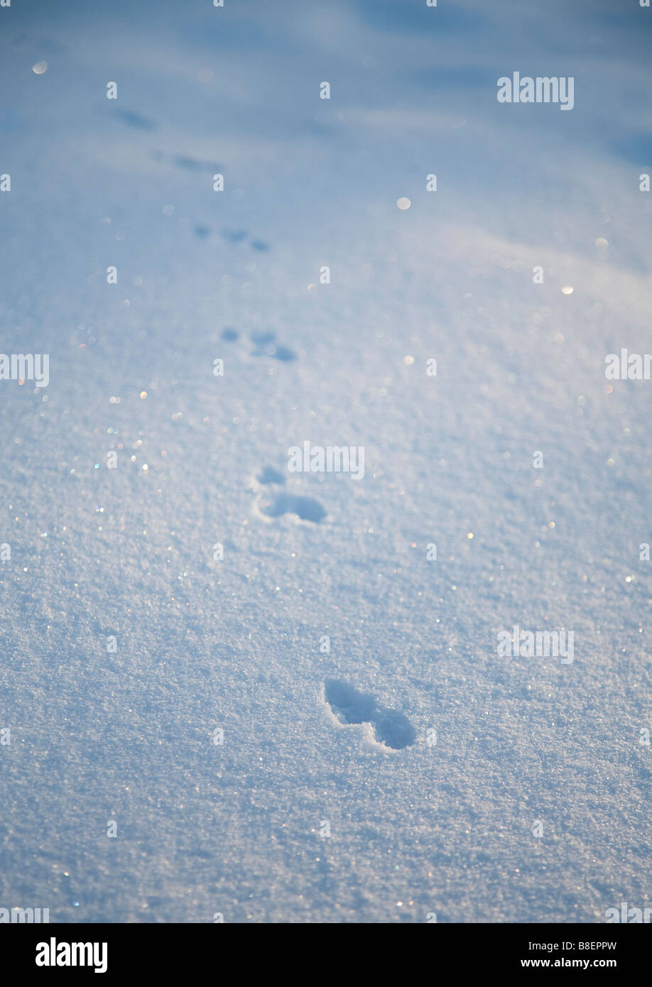 Animal tracks on snow ( possibly weasel , Mustela nivalis ) , Finland ...