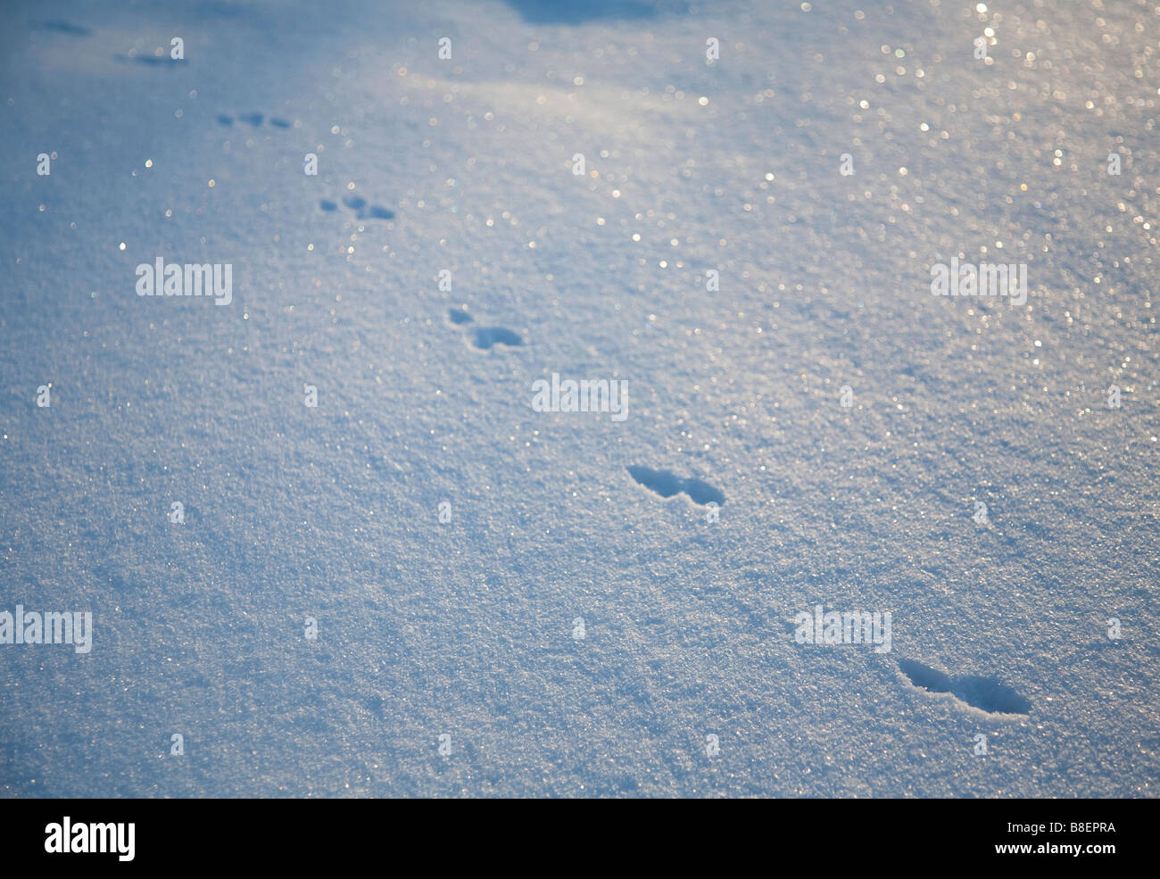 Weasel tracks hi-res stock photography and images - Alamy