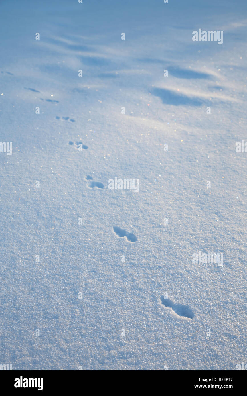 Weasel tracks hi-res stock photography and images - Alamy