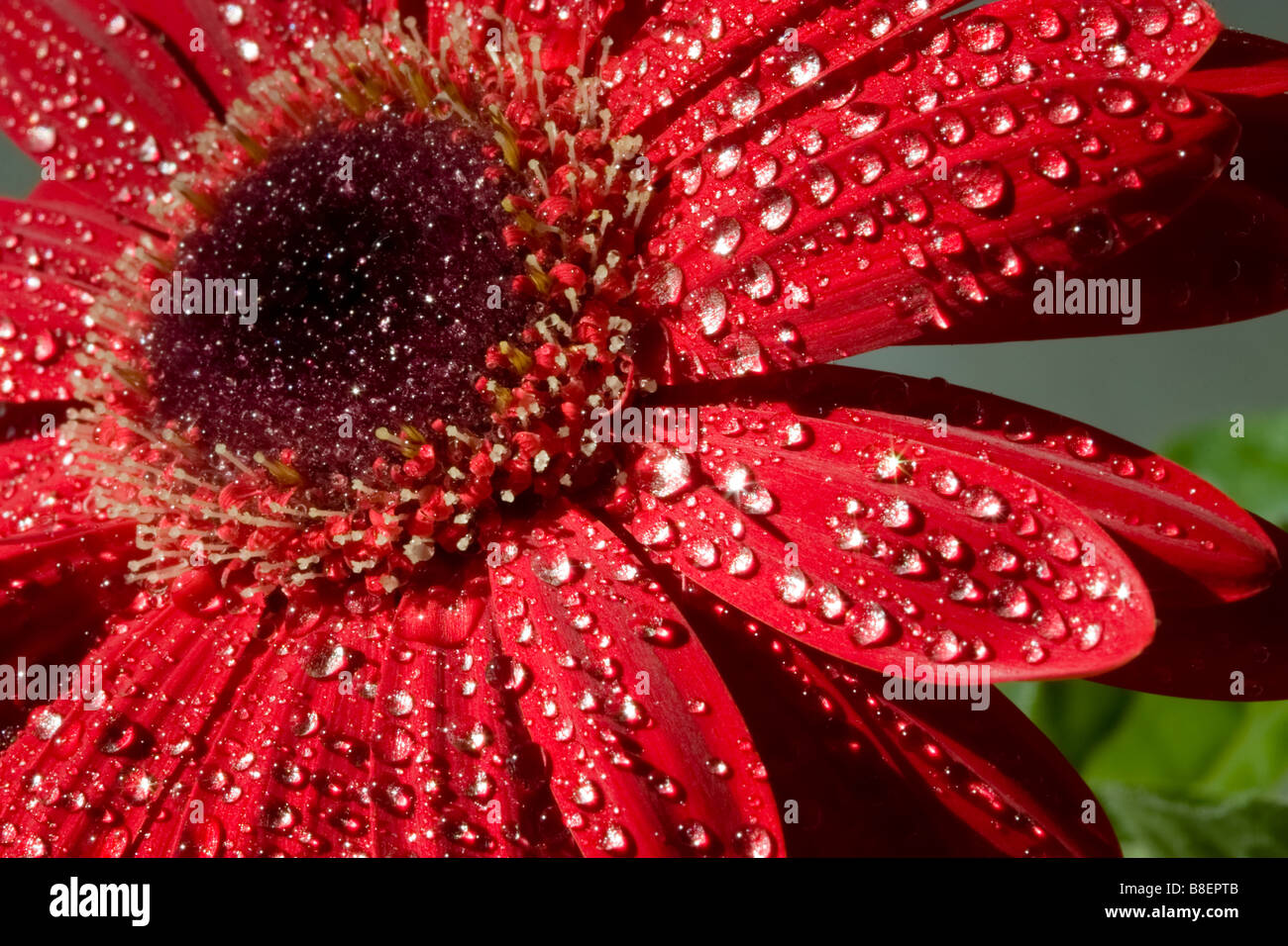 Sparkling gerbera daisy Stock Photo - Alamy