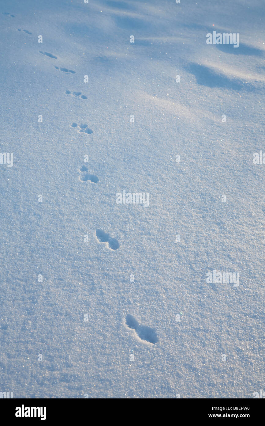 Weasel tracks hi-res stock photography and images - Alamy