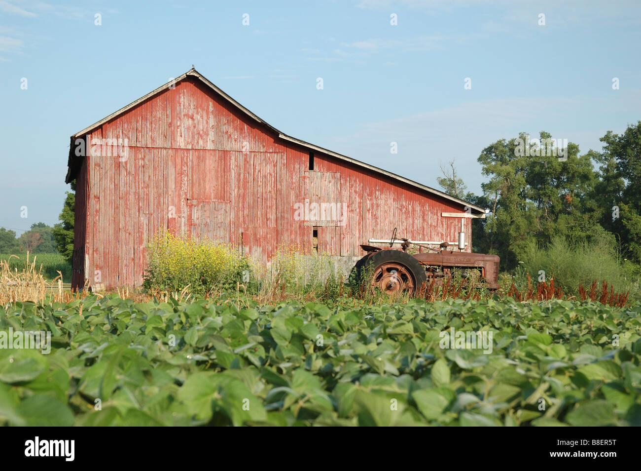 A rustic weathered red barn and tractor alongside a field of soybeans ...