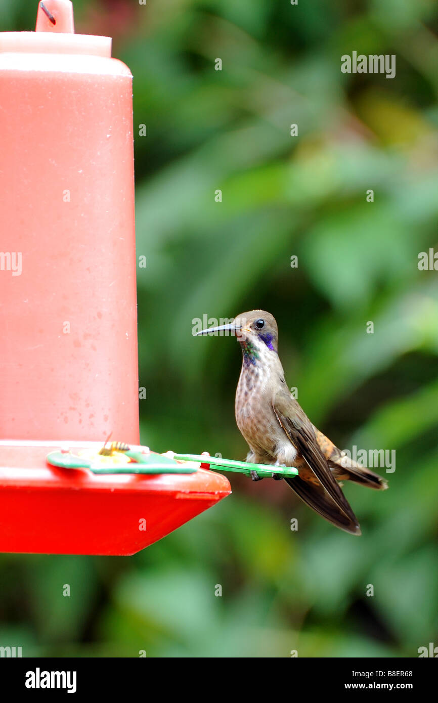 Colibri feeder hi-res stock photography and images - Alamy
