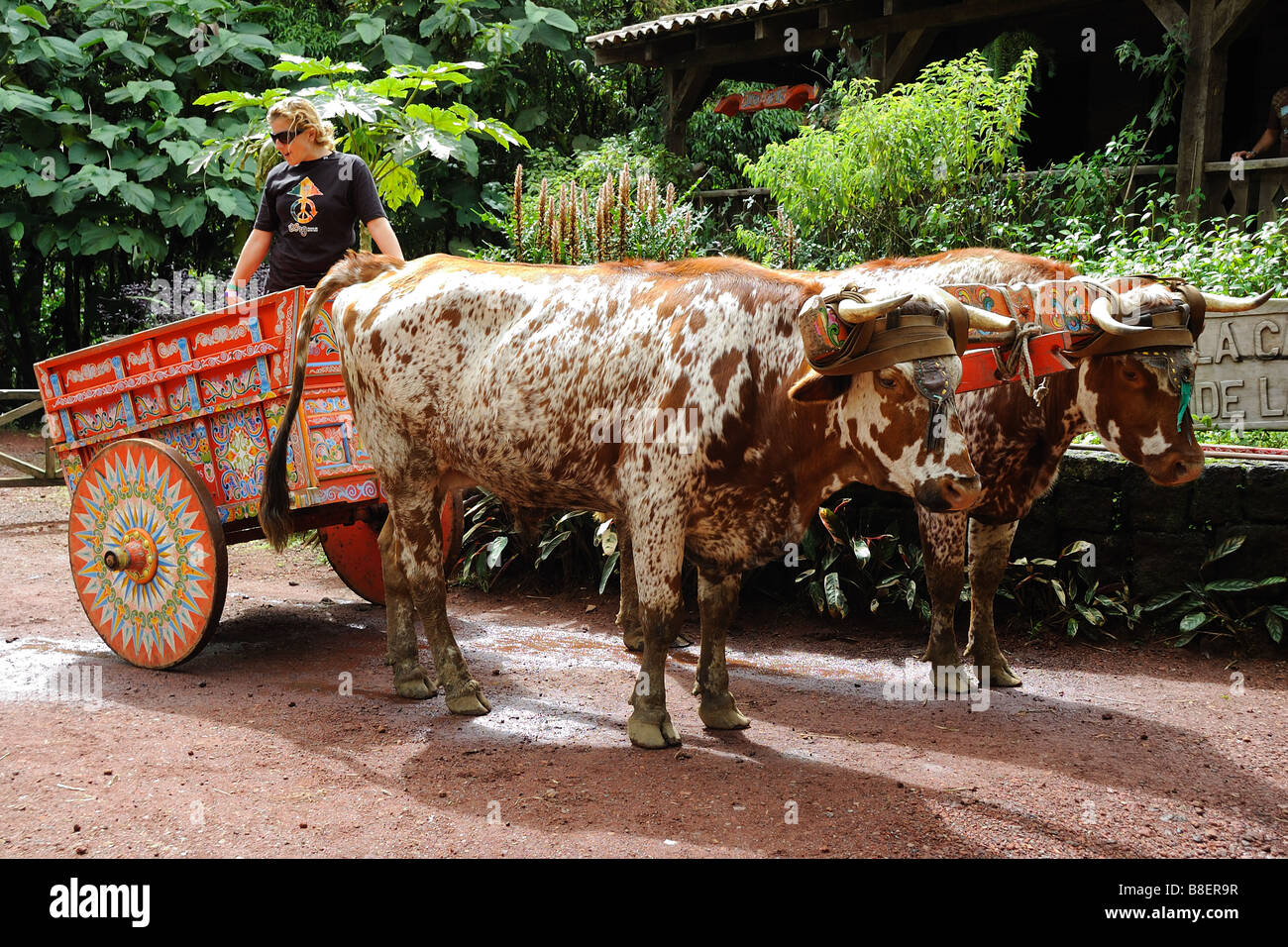 Traditional Painted Bullock Cart Stock Photo - Alamy