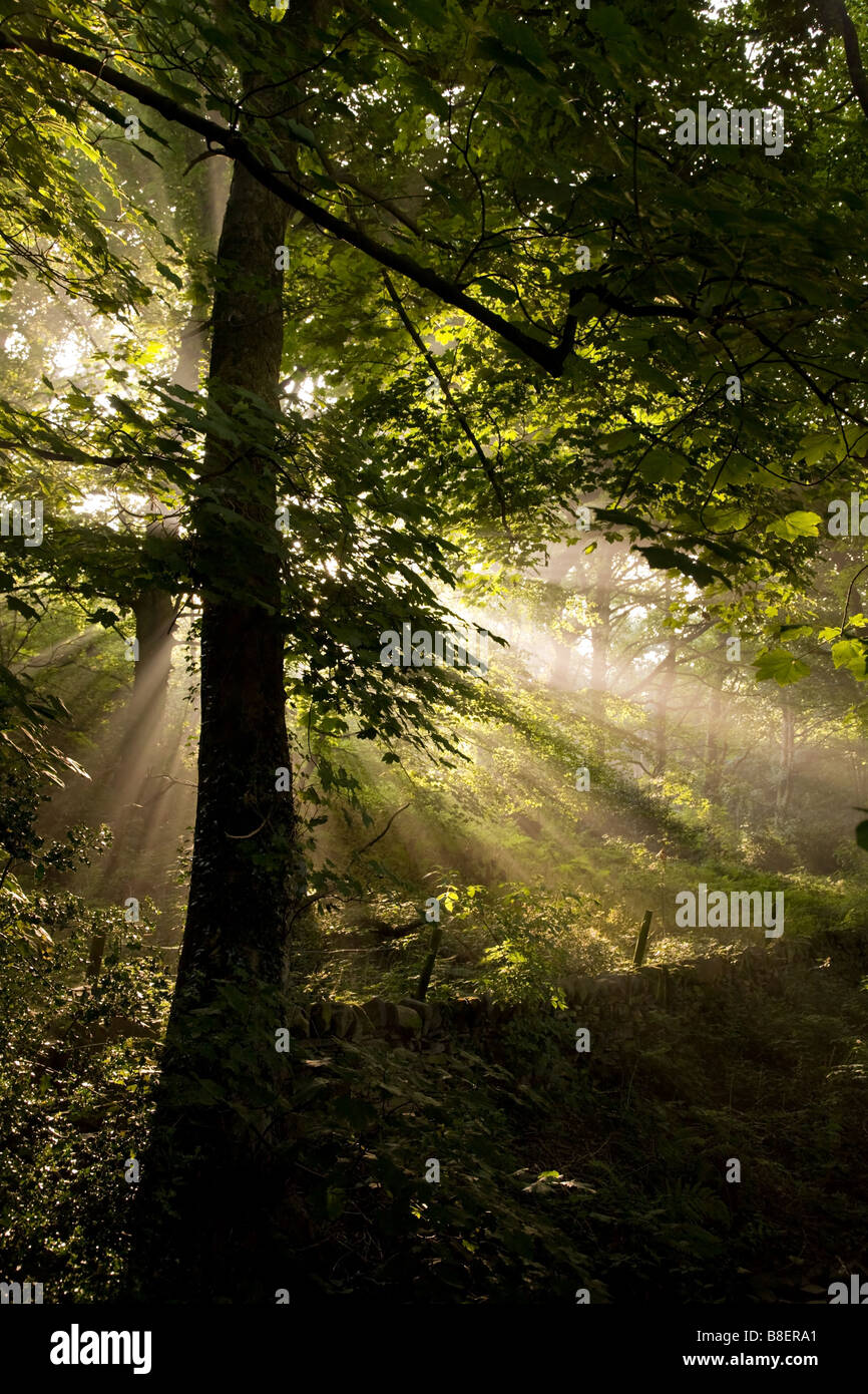 Walking light and shadows beams hi-res stock photography and images - Alamy