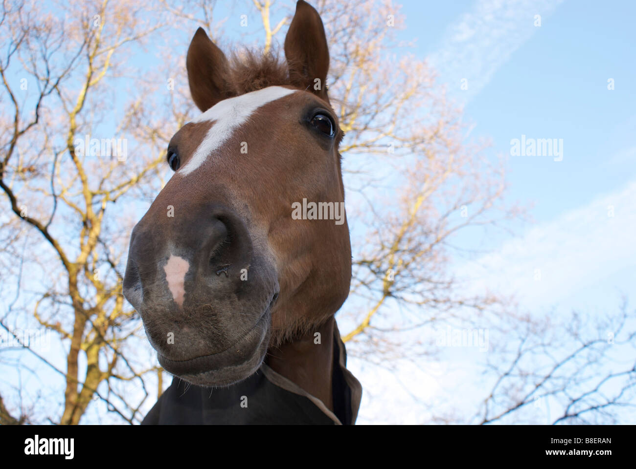 Long face horse hi-res stock photography and images - Alamy
