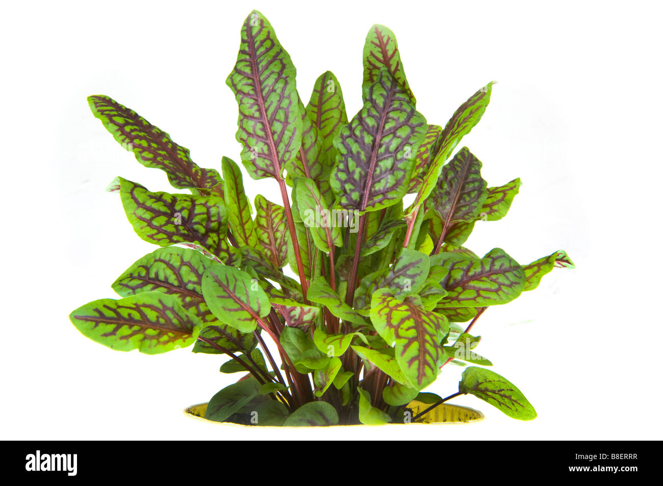 Dock plant hi-res stock photography and images - Alamy