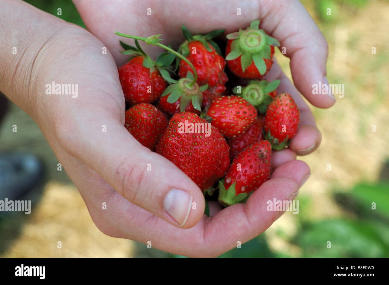 Two open hands holding a handful of freshly picked strawberries Stock ...
