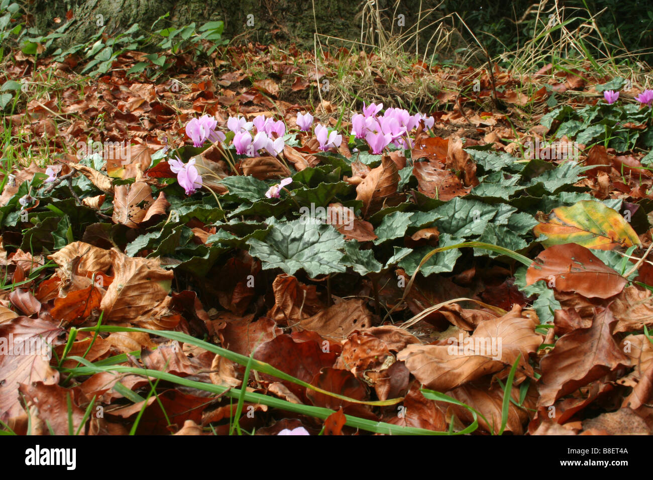 Cyclamen growing wild Stock Photo - Alamy