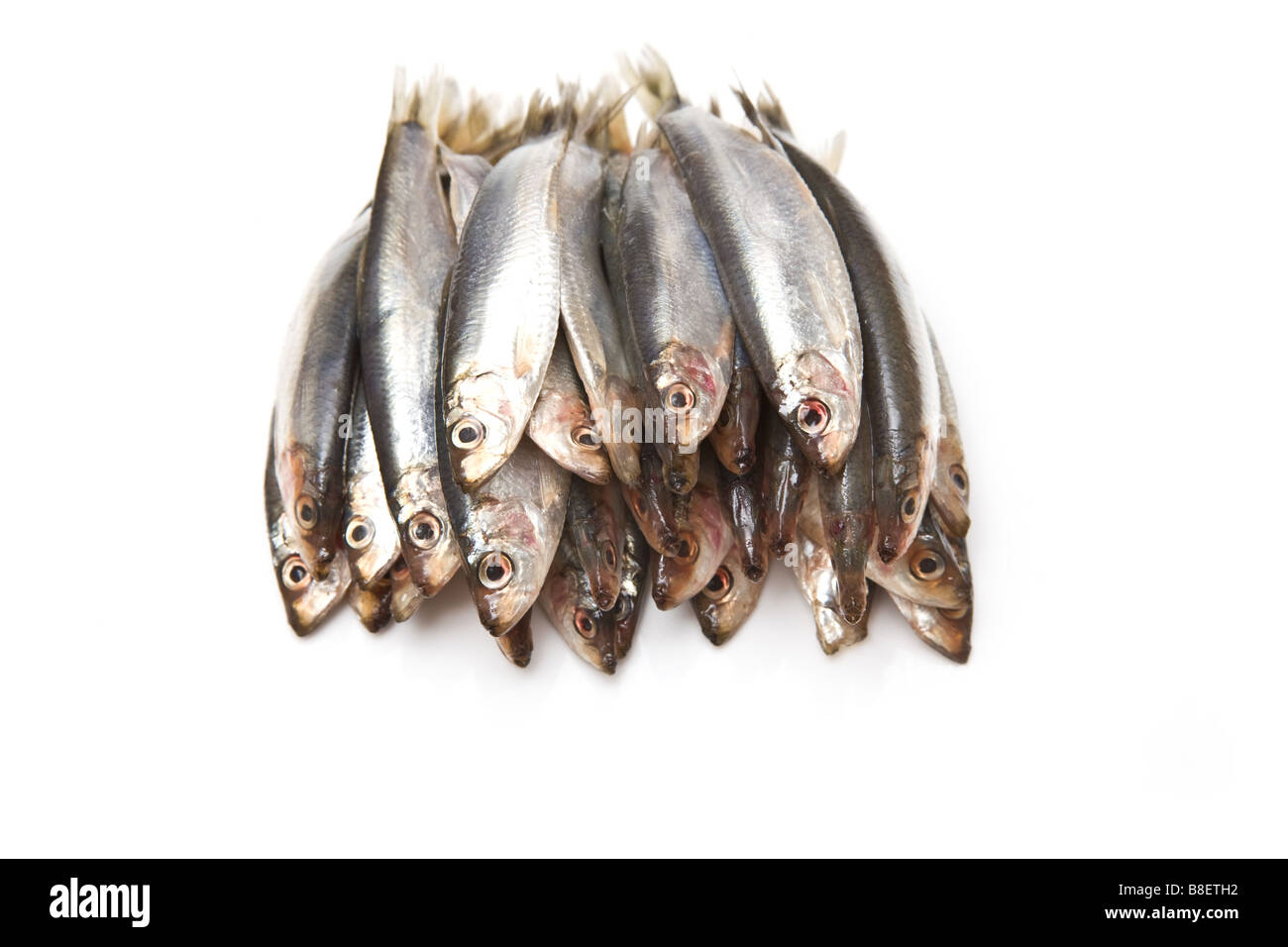 Sprats fish isolated on a white studio background Stock Photo - Alamy