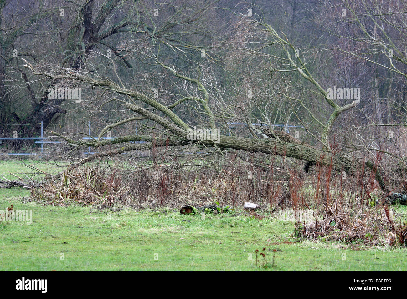 Fallen Salix (willow) tree Stock Photo - Alamy