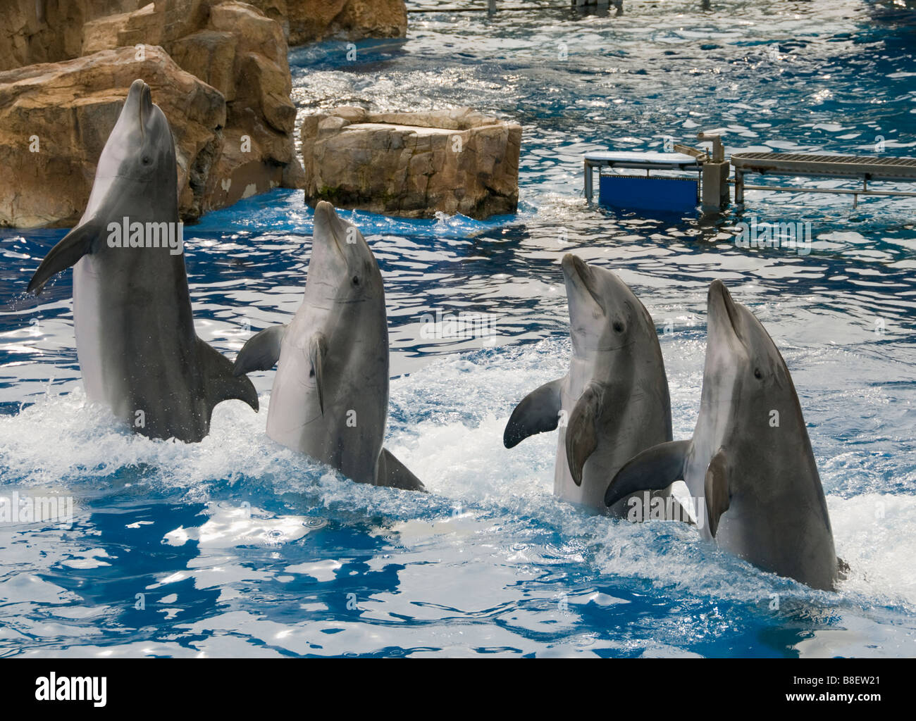 Dolphins tail walking hi-res stock photography and images - Alamy