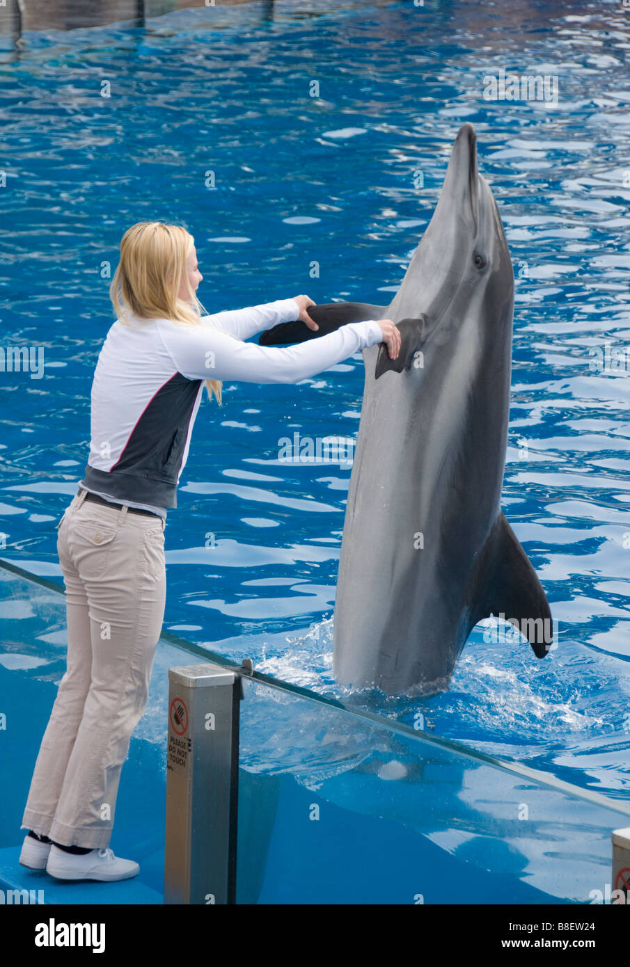 Bottlenose Dolphin "shaking hands", SeaWorld, San Diego California ...