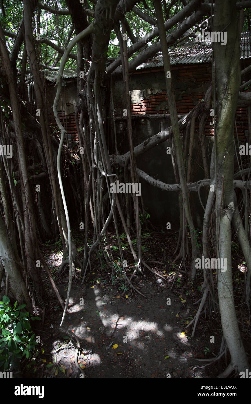 Taiwan,Tainan,banyan, tree-house, Anping Stock Photo - Alamy