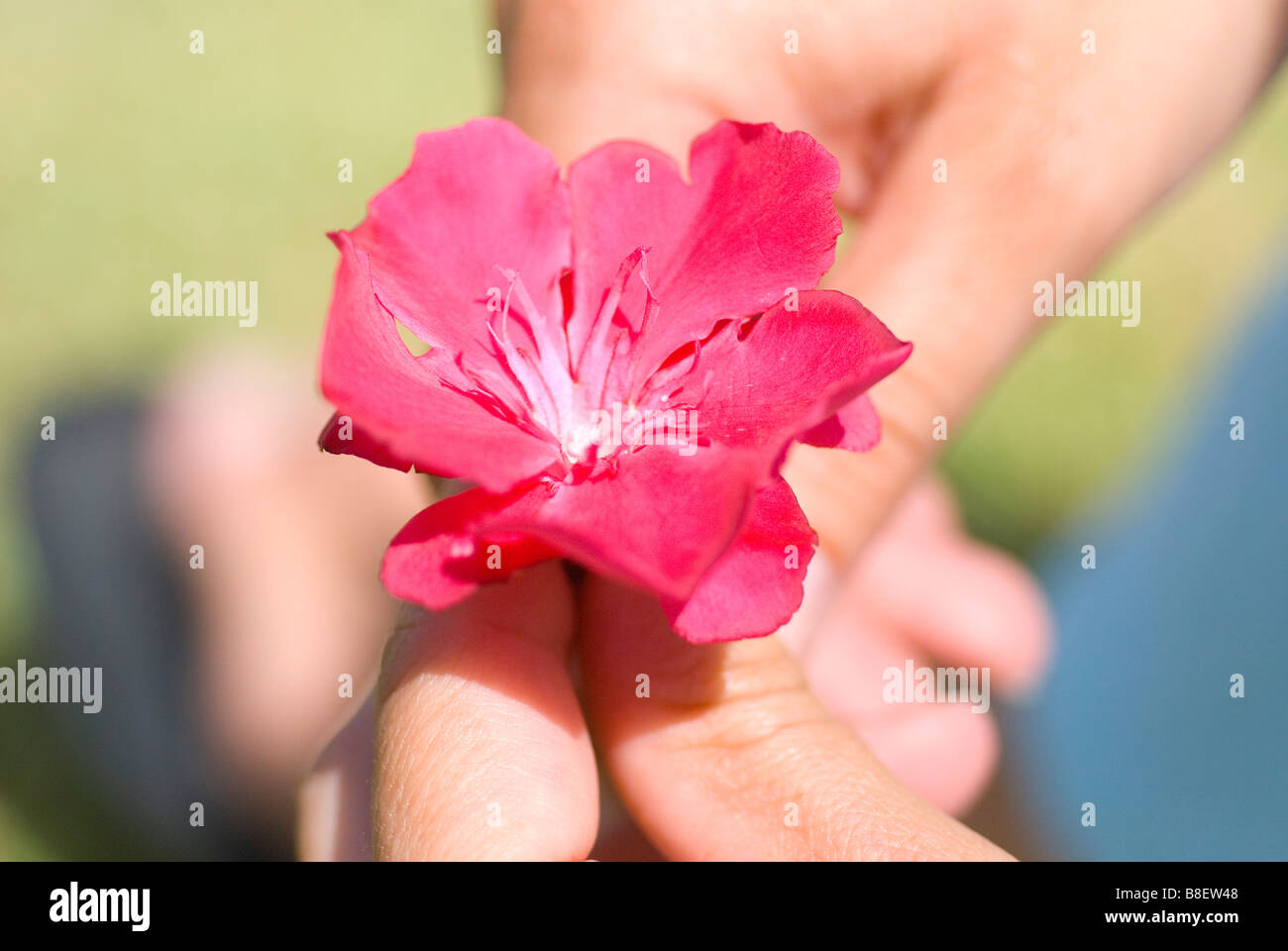 woman´s hands holding a flower Stock Photo - Alamy