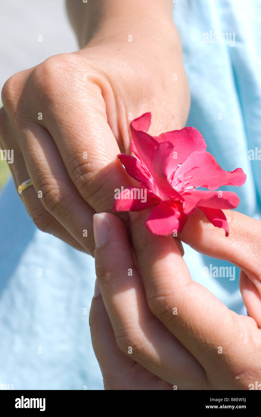woman´s hands holding a flower Stock Photo - Alamy