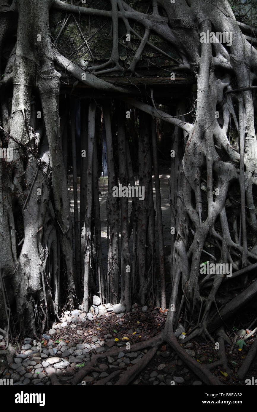 Taiwan,Tainan,banyan, tree-house, Anping Stock Photo - Alamy