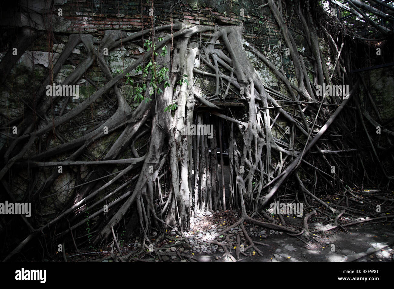 Taiwan,Tainan,banyan, tree-house, Anping Stock Photo - Alamy