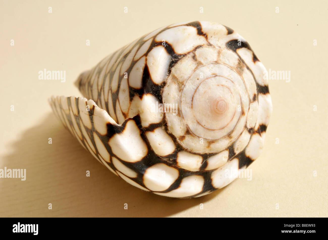 Conicle hi-res stock photography and images - Alamy