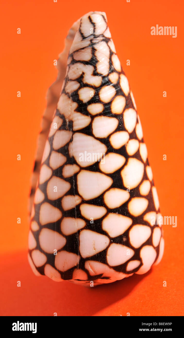 conus bandanus sea shell conicle cone natural spots spotty spiral ...