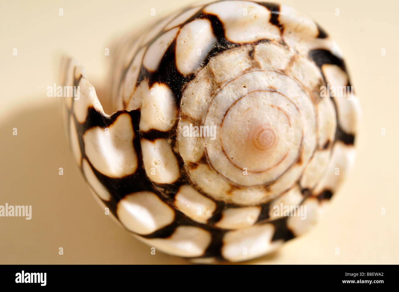 conus bandanus sea shell conicle cone natural spots spotty spiral ...