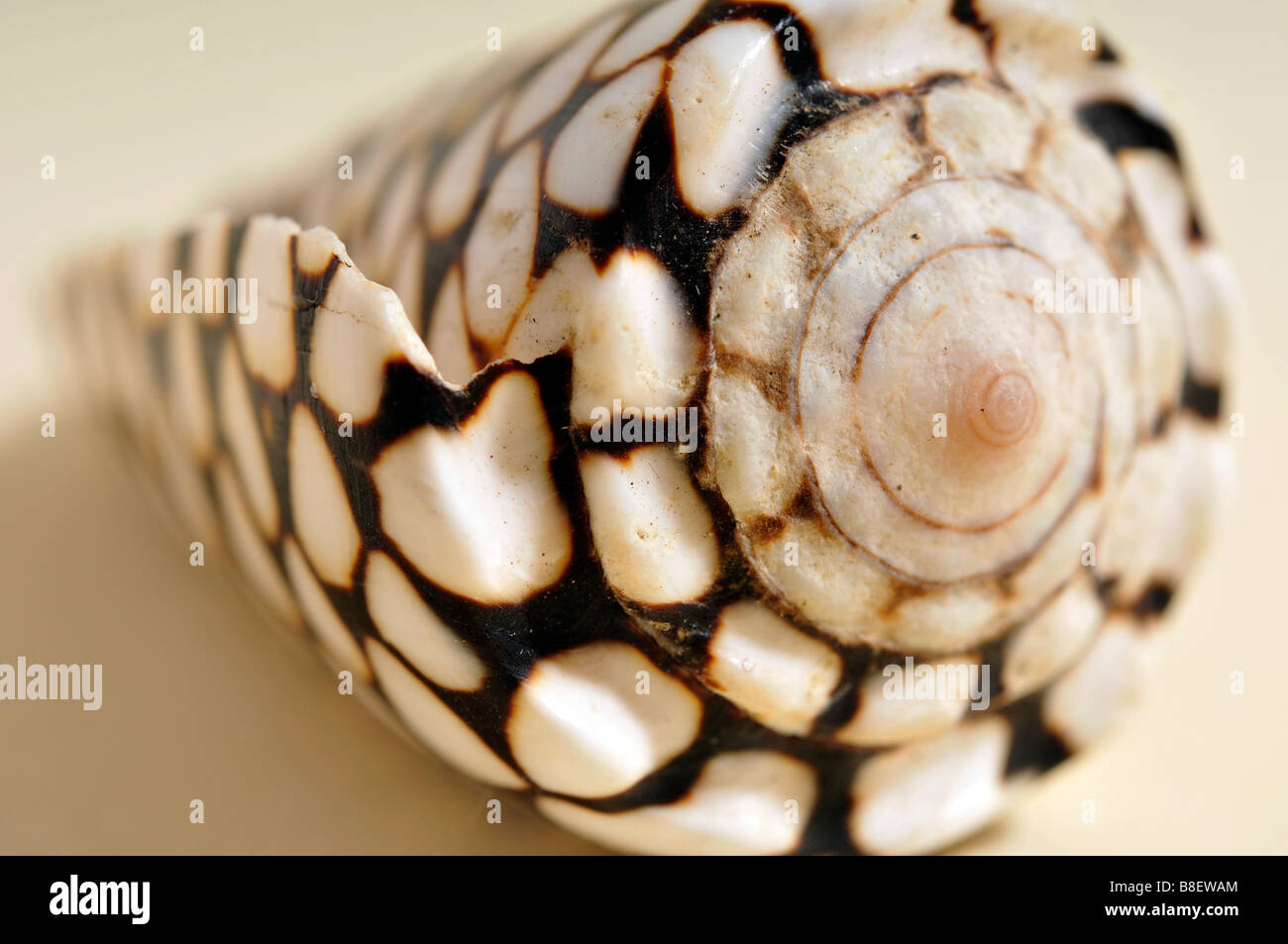 conus bandanus sea shell conicle cone natural spots spotty spiral ...