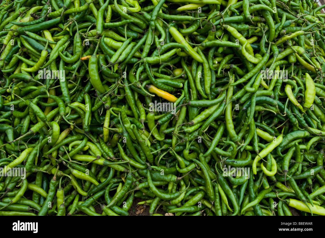 Chili peppers in outdoor market, Northern India Stock Photo - Alamy