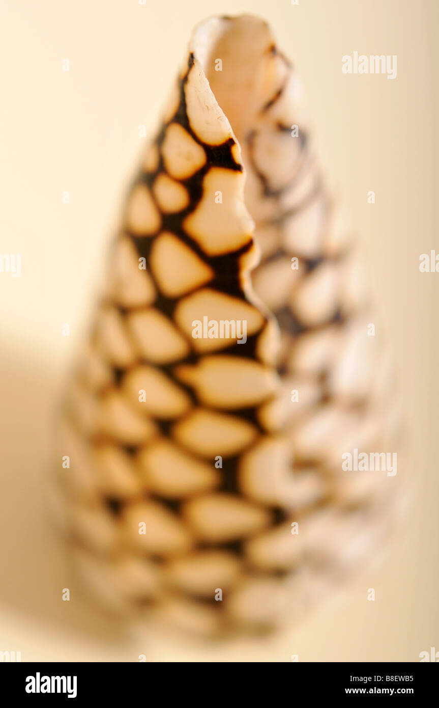 conus bandanus sea shell conicle cone natural spots spotty spiral ...