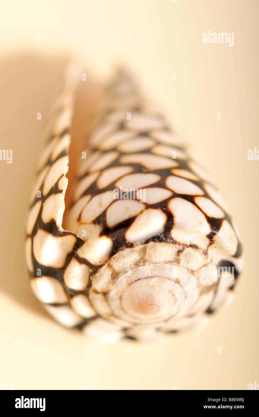 Bandanus hi-res stock photography and images - Alamy