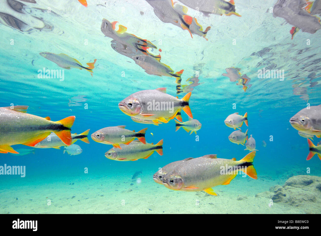 Characin or piraputangas, Brycon hilarii, Balneario Municipal, Bonito ...