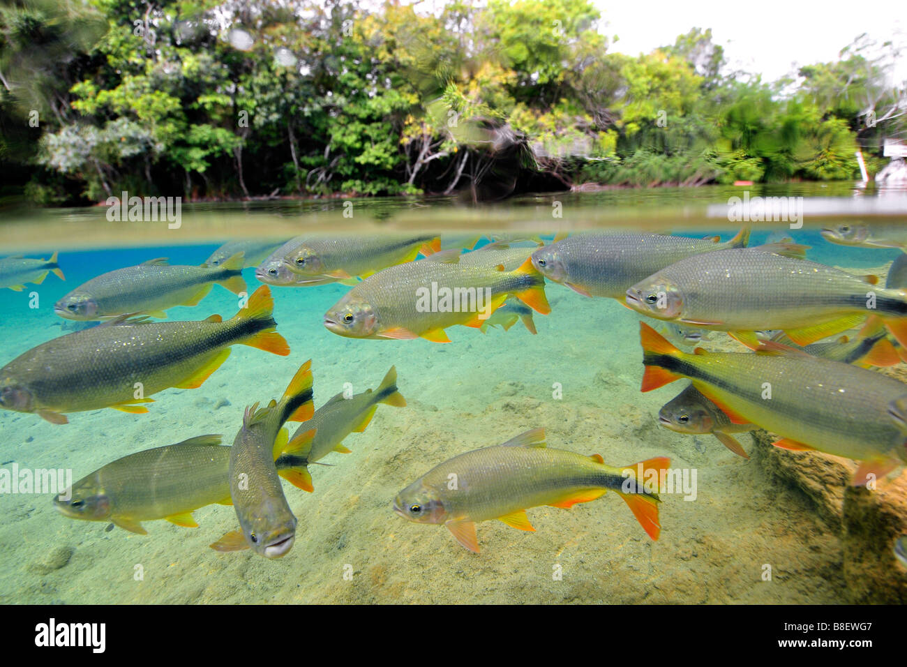 Bonito mato grosso do sul brazil hi-res stock photography and images ...
