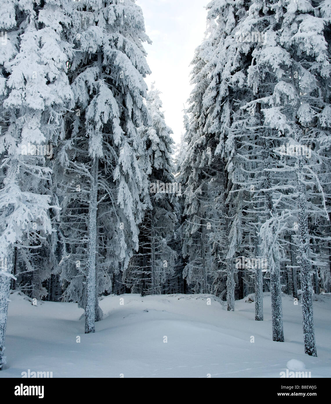 Forest at Kope Stock Photo - Alamy