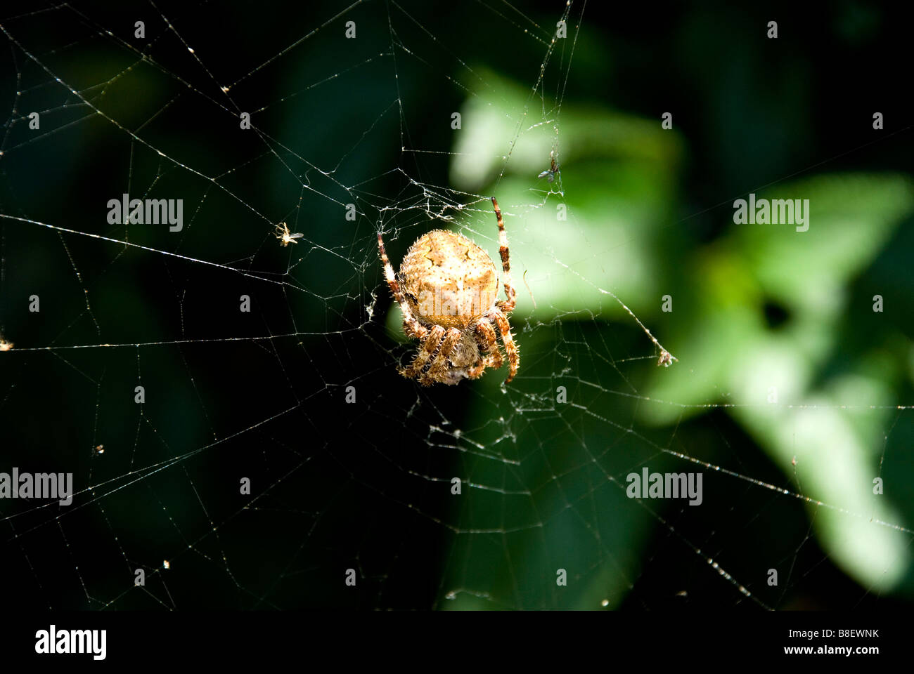 spider on its net Stock Photo - Alamy