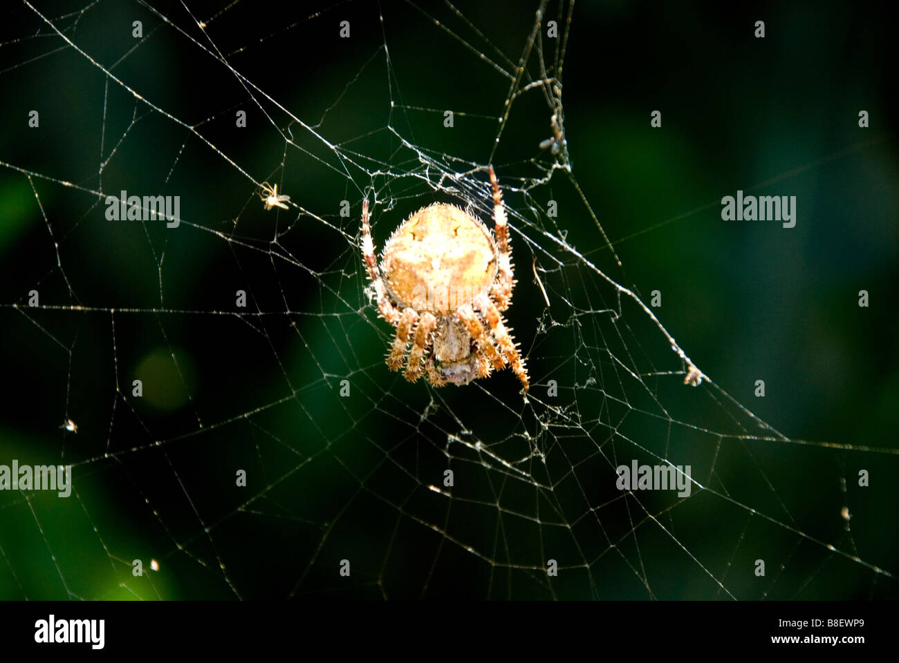 Working spider hi-res stock photography and images - Alamy