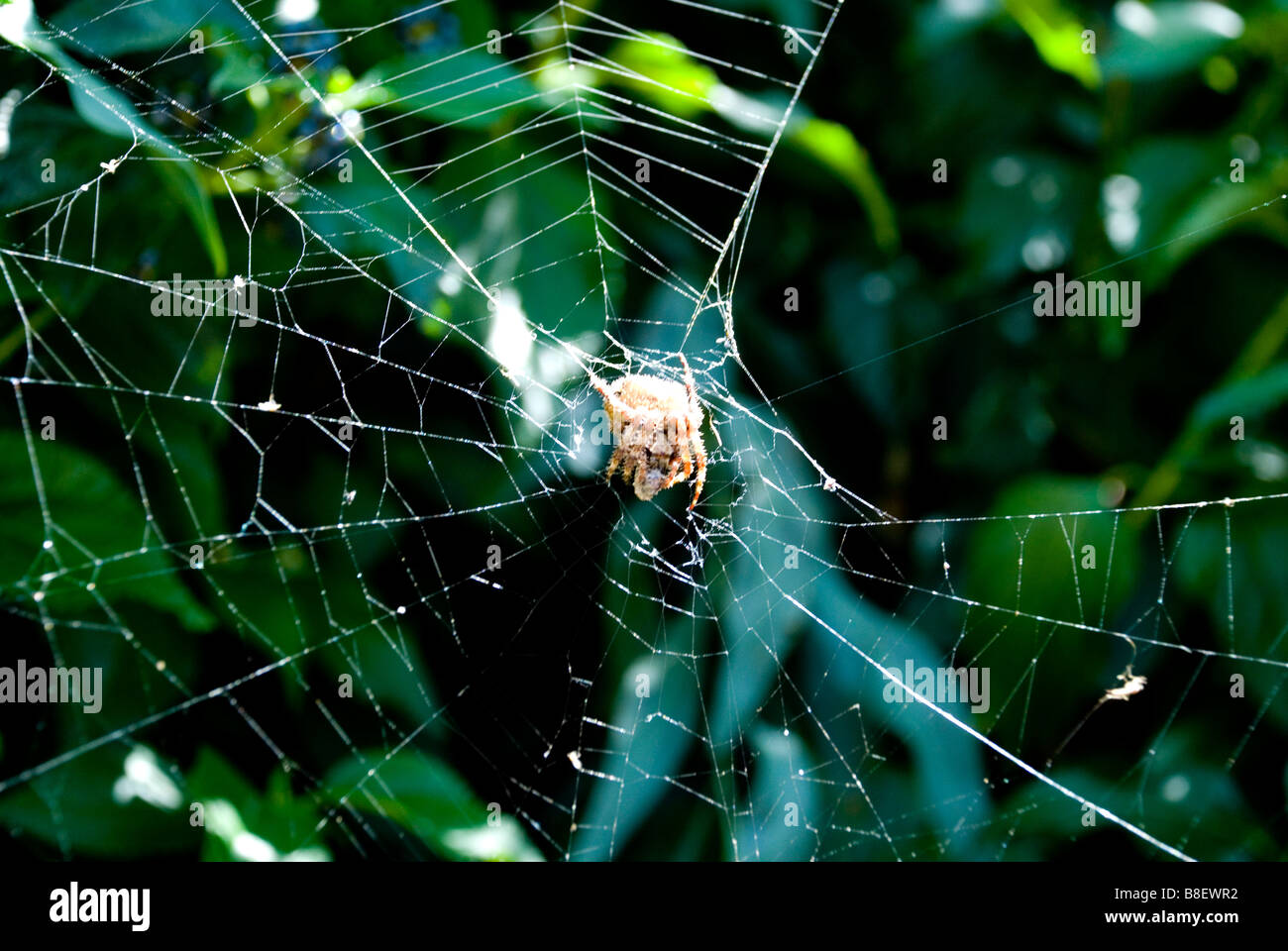 Working spider hi-res stock photography and images - Alamy