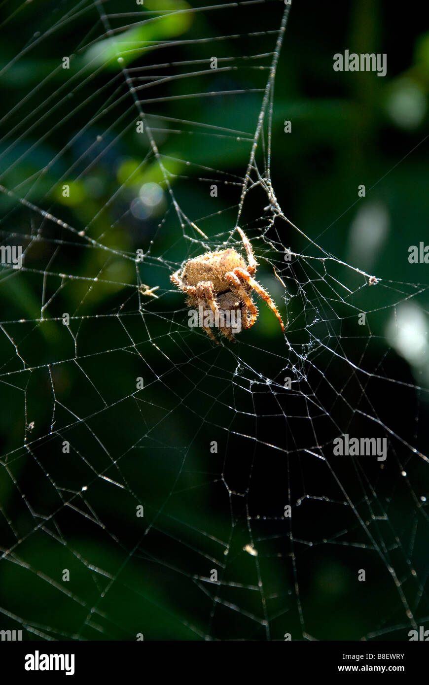 Female house spider hi-res stock photography and images - Alamy
