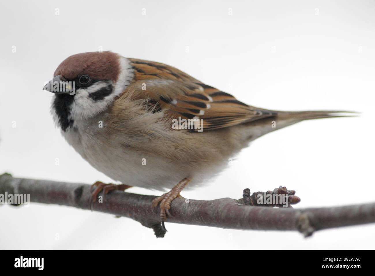 Passer montanus sparrow hi-res stock photography and images - Alamy