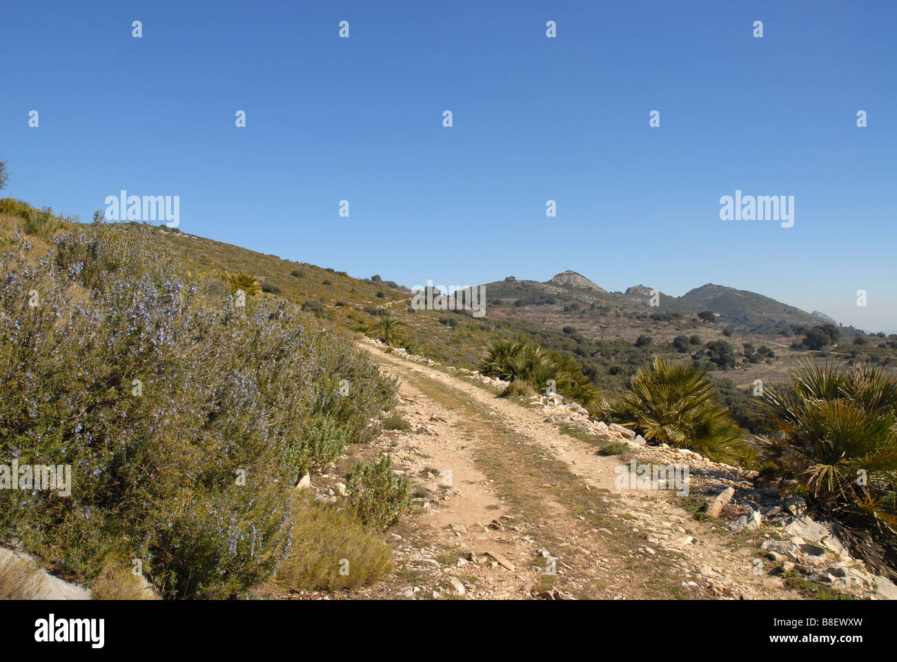 Benimaurell rosemary spain hi-res stock photography and images - Alamy