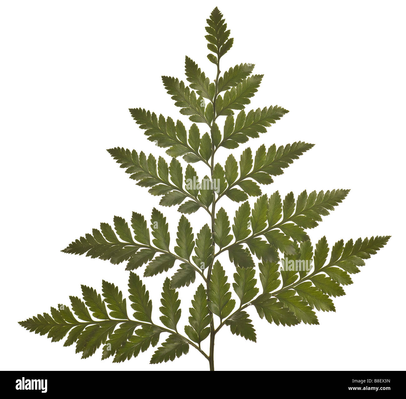 White fern leaf hi-res stock photography and images - Alamy