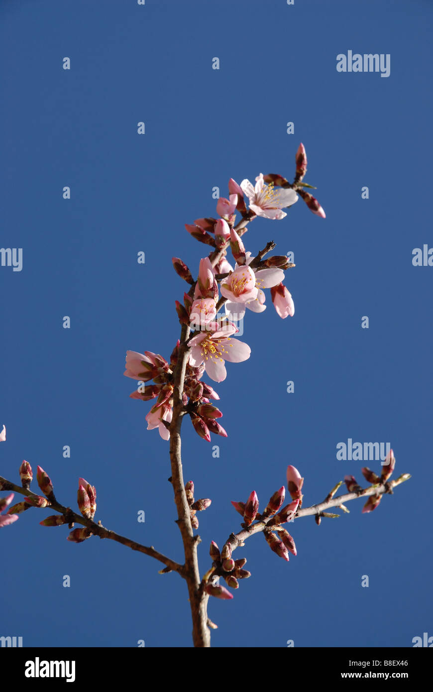 Almond blossom petals hi-res stock photography and images - Alamy