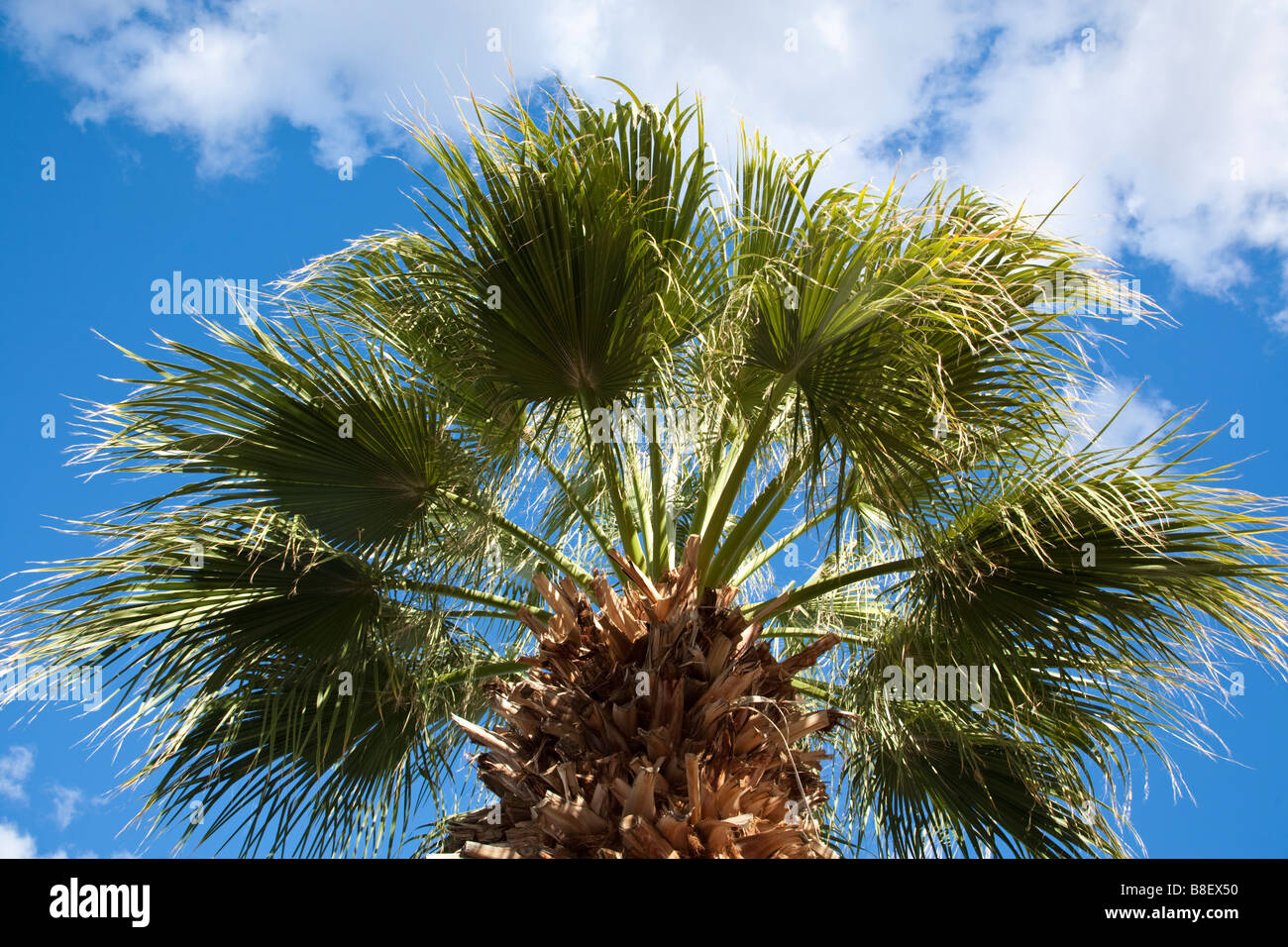 View of a palm tree looking up with a brilliant blue sky background ...