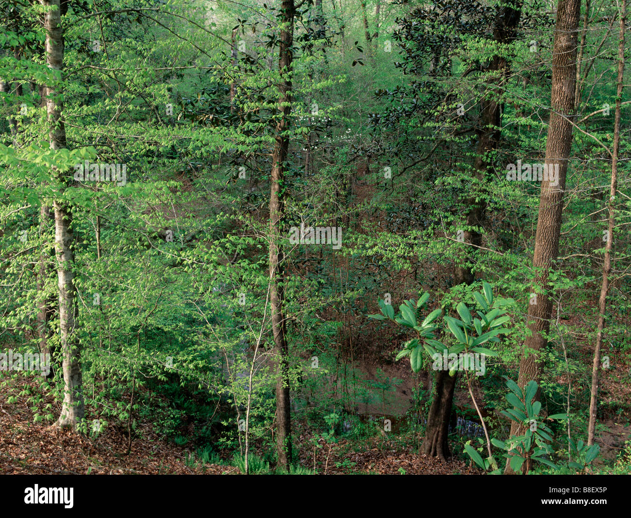 Beech Magnolia Forest High Resolution Stock Photography and Images - Alamy