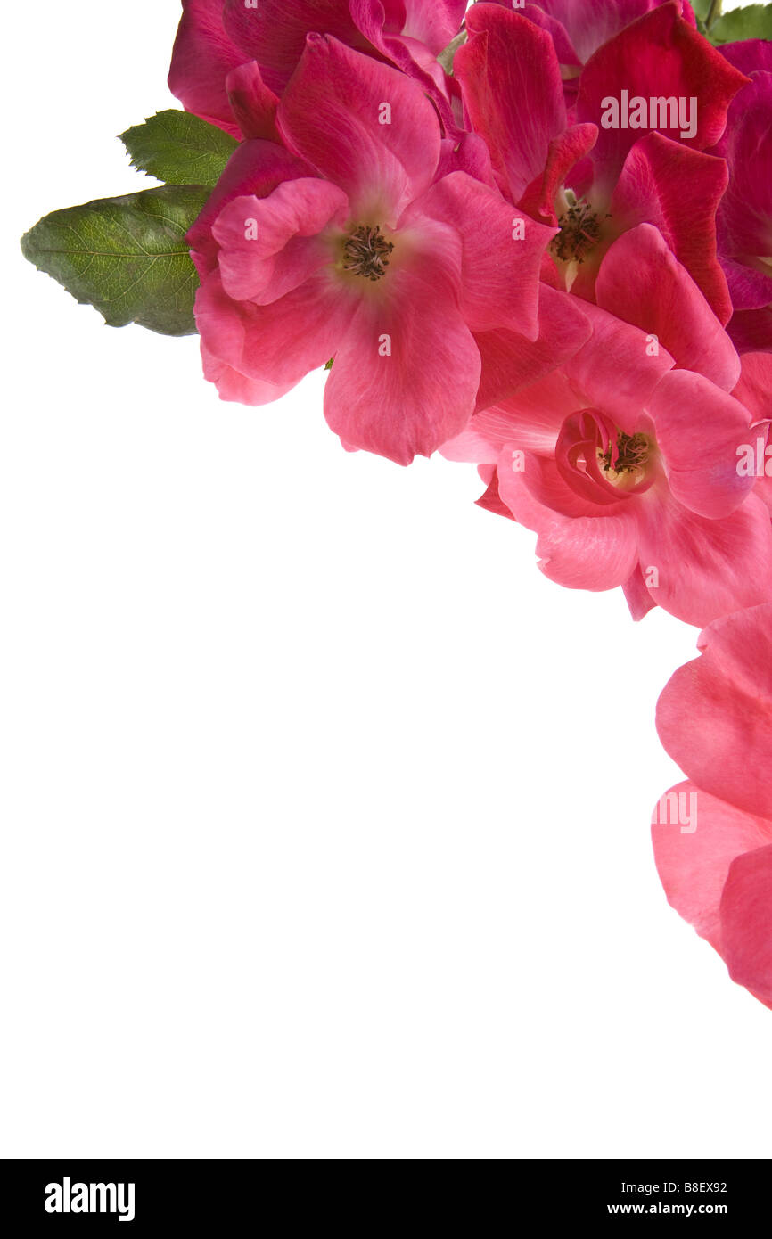 Antique Tea Roses isolated on white background Stock Photo - Alamy